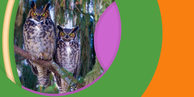 Resource: Recombinant Conformational Proteins - Conigen Bioscience