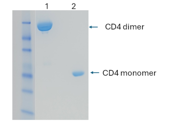 Multimeric Soluble Proteins – Conigen Bioscience