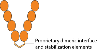 Multimeric Soluble Proteins – Conigen Bioscience